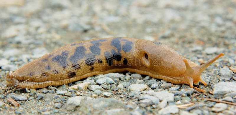 Slug stock image. Image of creature, slug, black, nature - 2339723