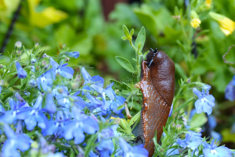 846 Slug Trail Stock Photos - Free & Royalty-Free Stock Photos from ...