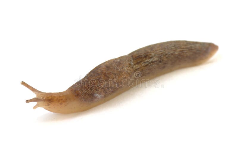 Blood sucking leech stock image. Image of bloodsucker - 12514903