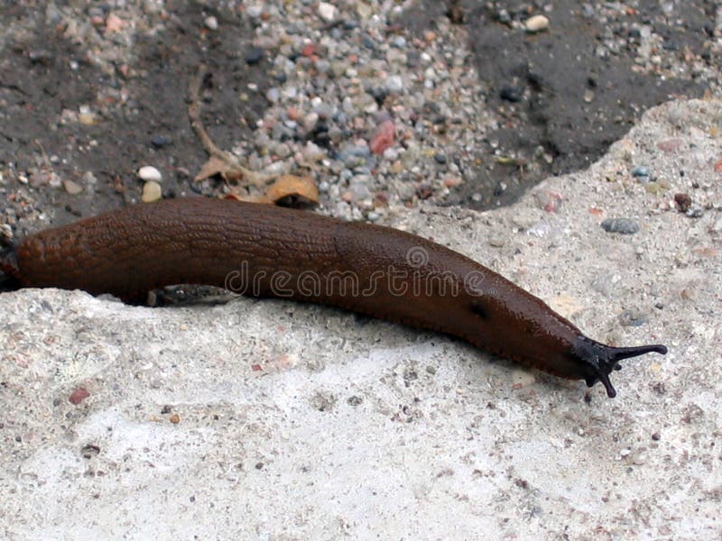 Slug stock image. Image of horn, land, brown, ribbed, slug - 8177225