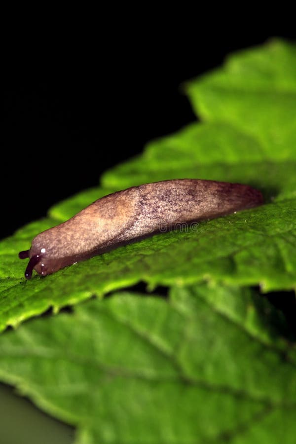 Slug stock image. Image of animal, gastropoda, close, slimy - 9987923