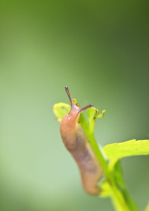 Macro of a Slug stock photo. Image of worm, mollusks, slimey - 3087202