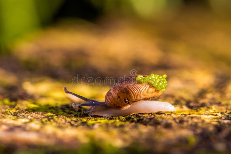 Disgusting Slug On Mushrooms. Harmless To Humans, Dangerous To ...