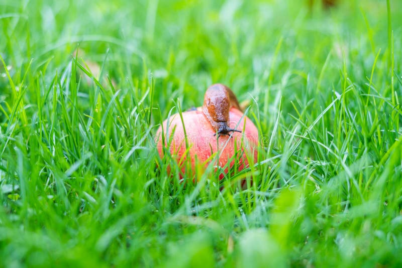 A slug on the apple fruit stock image. Image of animal - 259091949