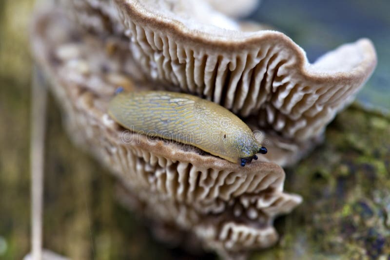 Slug - Arionidae - Food Intake Stock Image - Image of autumnal, closeup ...