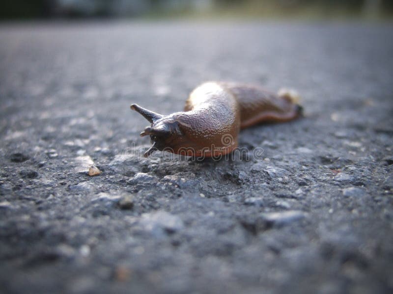 Slug on asphalt road stock image. Image of ugly, macro - 327031221