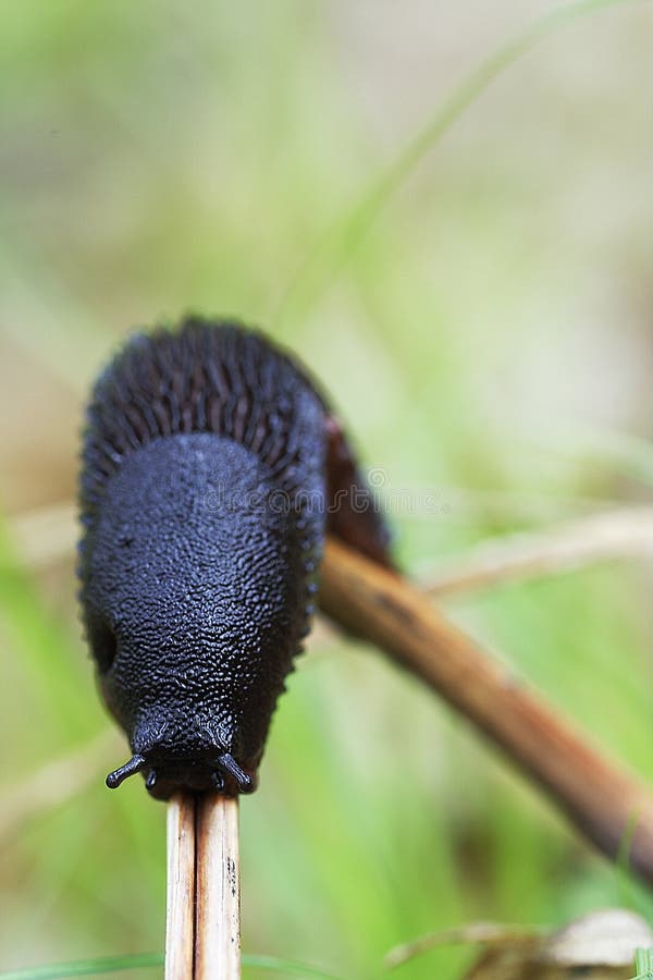 Slug stock photo. Image of pulmonata, slug, snail, invertebrate - 30730320