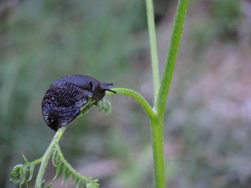 156 Fat Slug Stock Photos - Free & Royalty-Free Stock Photos from ...