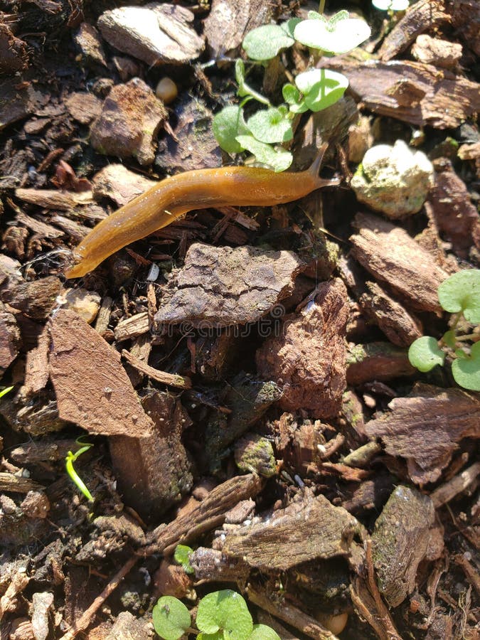 Slug Bug Insect Nature Cool Stock Photo - Image of slug, cool: 171155412