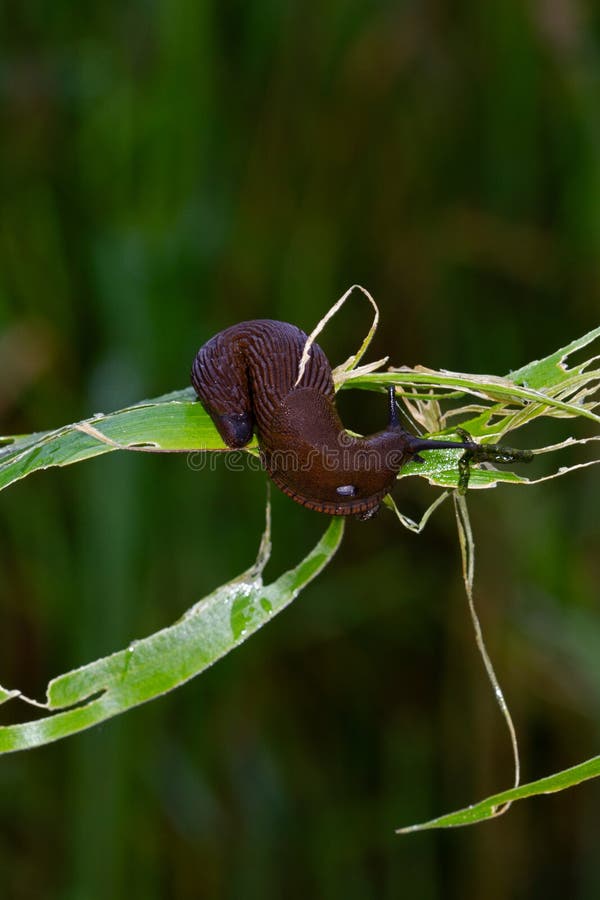 Slug damaging maize stock image. Image of pest, plague - 322702499