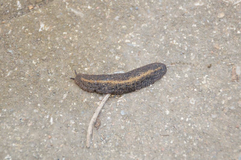 Slug on cement floor stock photo. Image of animal, slug - 117988276