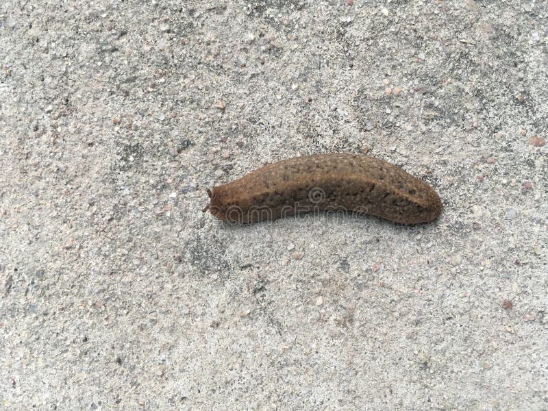 Slug on cement floor stock photo. Image of natural, ragged - 152208648