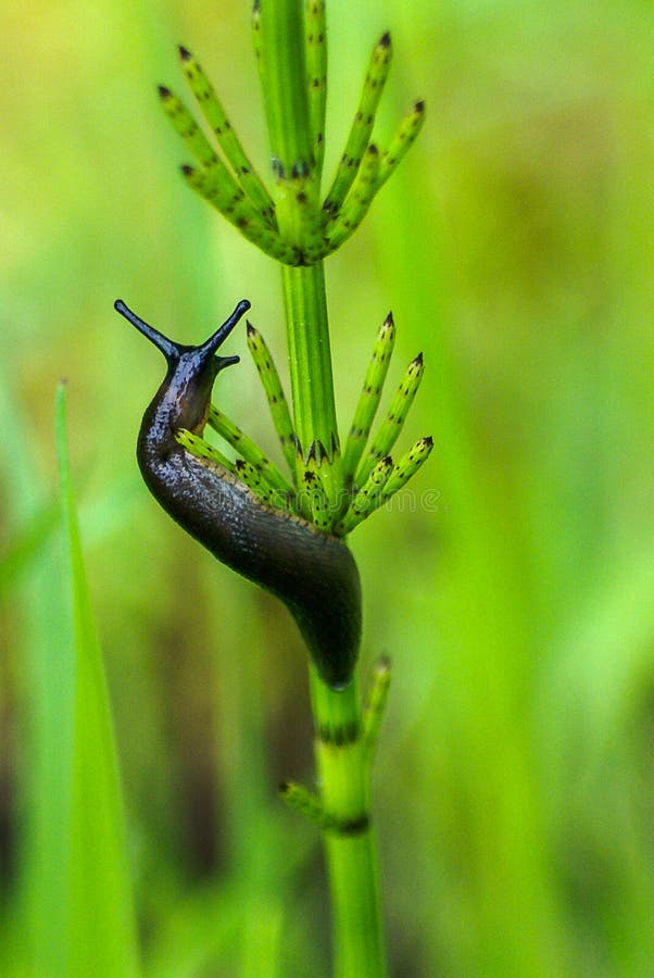 Slug Climbing on Wet Green Tile Bathroom Wall with Drop of Water Stock ...