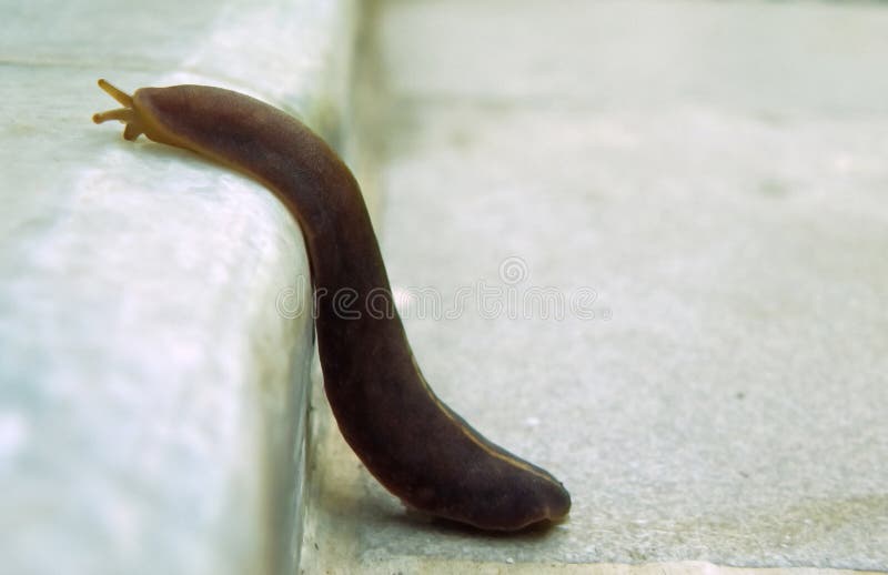 Slug Climbing on Wet Green Tile Bathroom Wall with Drop of Water Stock ...