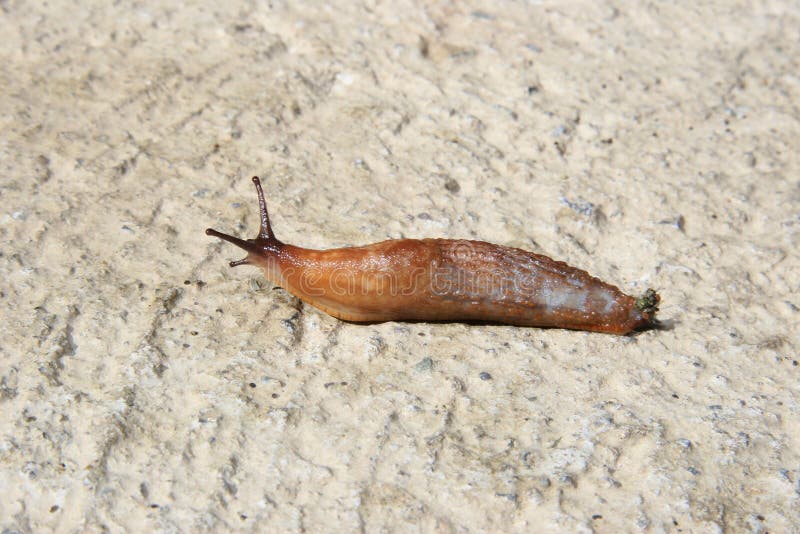 Dried up slug on a street stock image. Image of nature - 32387267