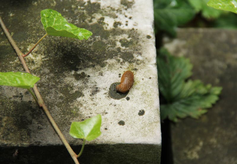 Photo of an Slug in the Middle of the Amazon Rainforest Stock Image ...