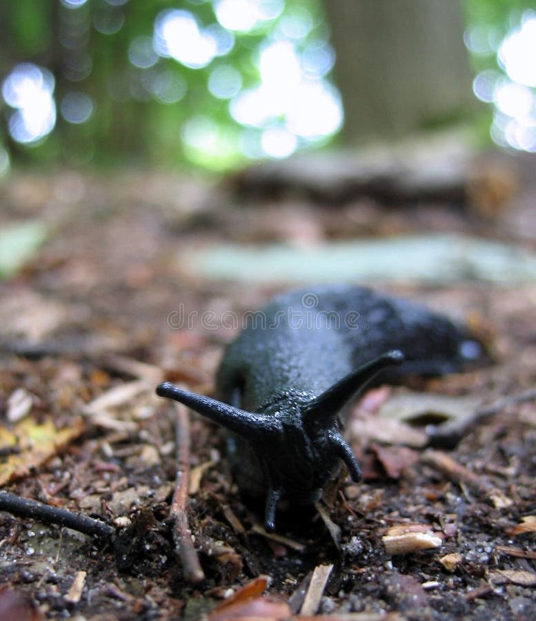 Slug, or Ground Slug on Wooden Steps Stock Photo - Image of gastropod ...