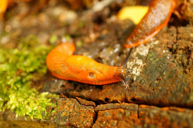 Slug close-up stock image. Image of fauna, brown, tree - 34961083