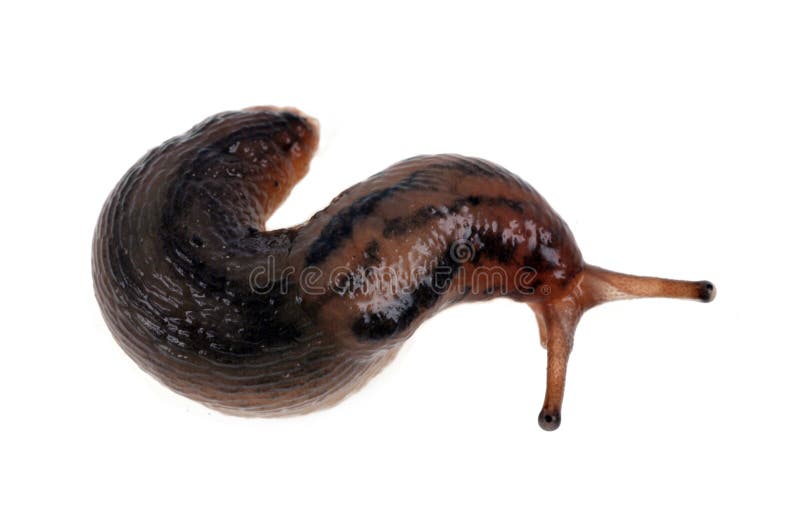 Slug close-up stock photo. Image of natural, tree, brown - 34961072