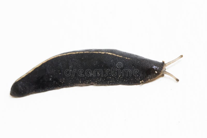 Slug or Common Slug on a White Background Stock Photo - Image of ...