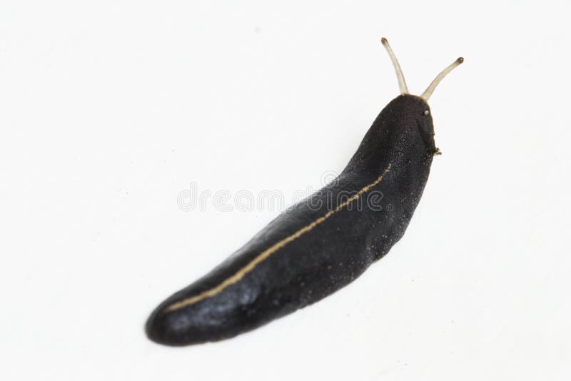 Slug or Common Slug on a White Background Stock Image - Image of garden ...