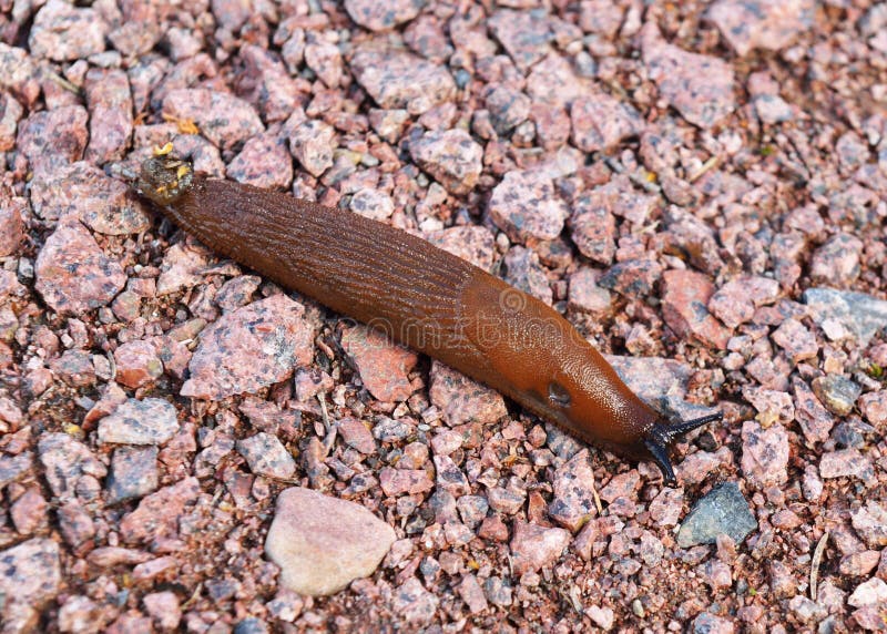 Slug stock image. Image of gastropod, arion, antenna - 48914321