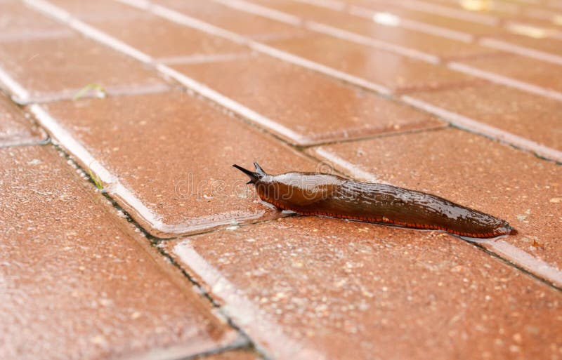 Slug Crawling Along the Path in the Rain Stock Photo - Image of rain ...