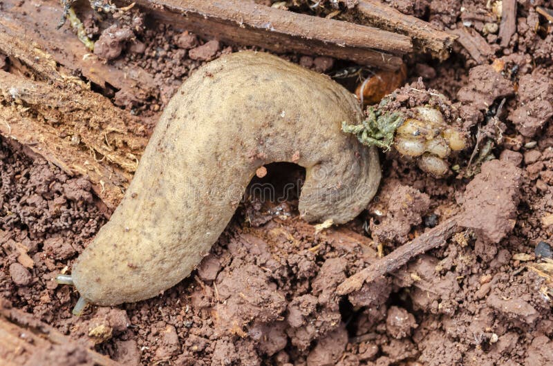 Slug Crawling Away from Eggs Stock Photo - Image of bunch, eggs: 280448440