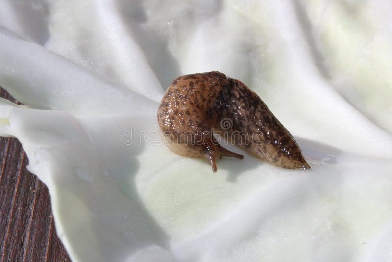 Slug Crawling on a Cabbage Leaf Stock Photo - Image of environment ...