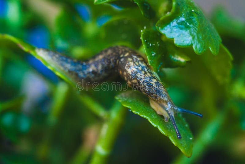Slug Crawling through the Foliage Stock Photo - Image of scenery ...