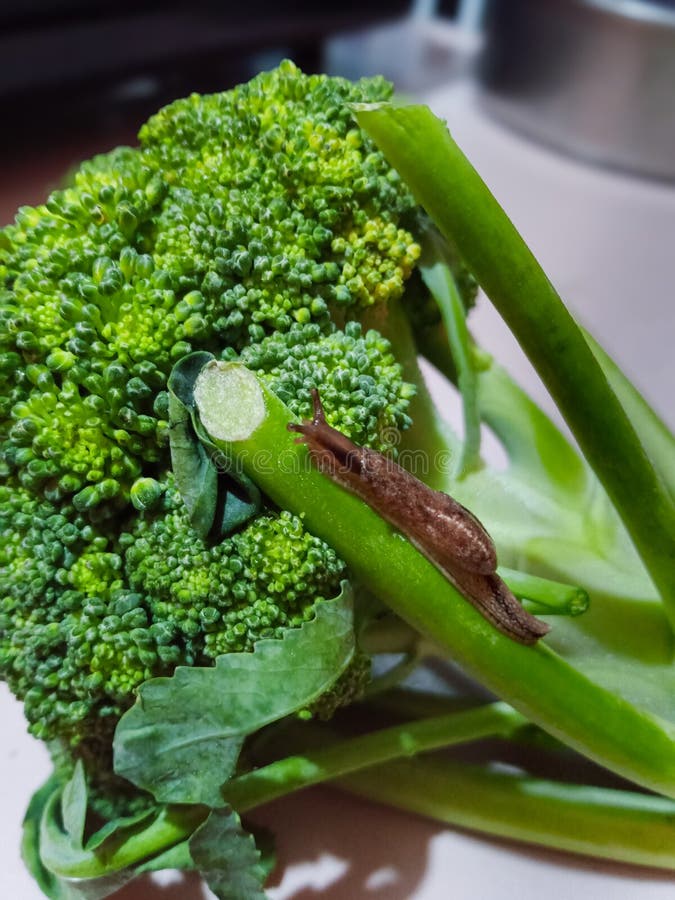 Slug Crawling on Fresh Broccoli Stalk. Stock Photo - Image of food ...