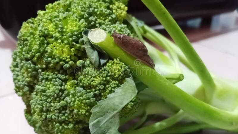 Slug Crawling on Fresh Green Broccoli Stem. Stock Video - Video of ...