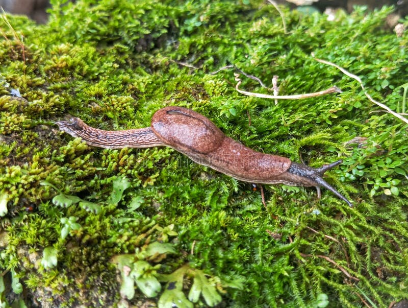 A Slug Crawling on the Green Moss Stock Photo - Image of animal ...