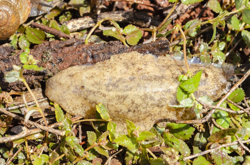 Slug among Plants stock photo. Image of slug, crawl - 280448444