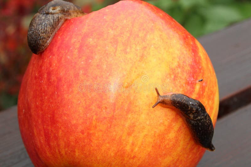 Slug Crawling Over a Red Apple Stock Image - Image of garden, ground ...