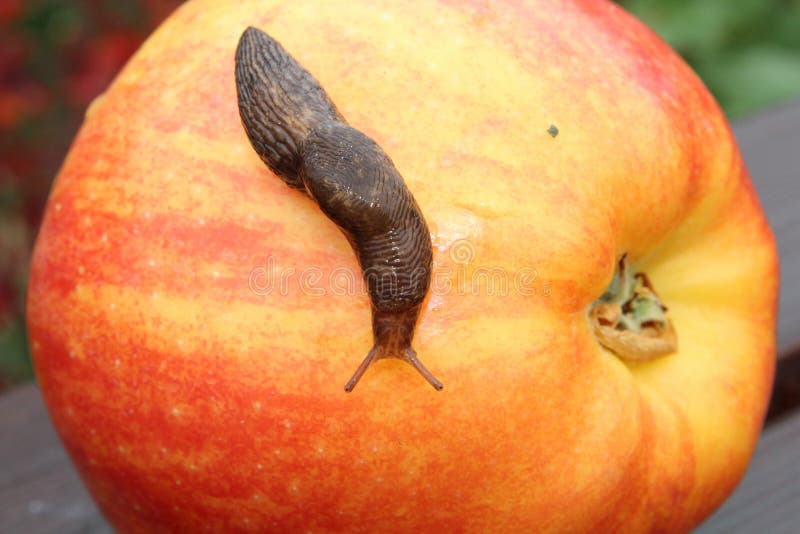 Slug stock photo. Image of slug, slimy, woods, reptiles - 1270386