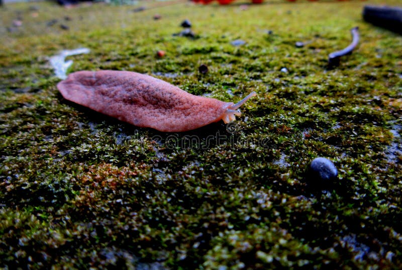 Slug Crawling Over a Wet Mossy Land Which is Also Called Snails without ...