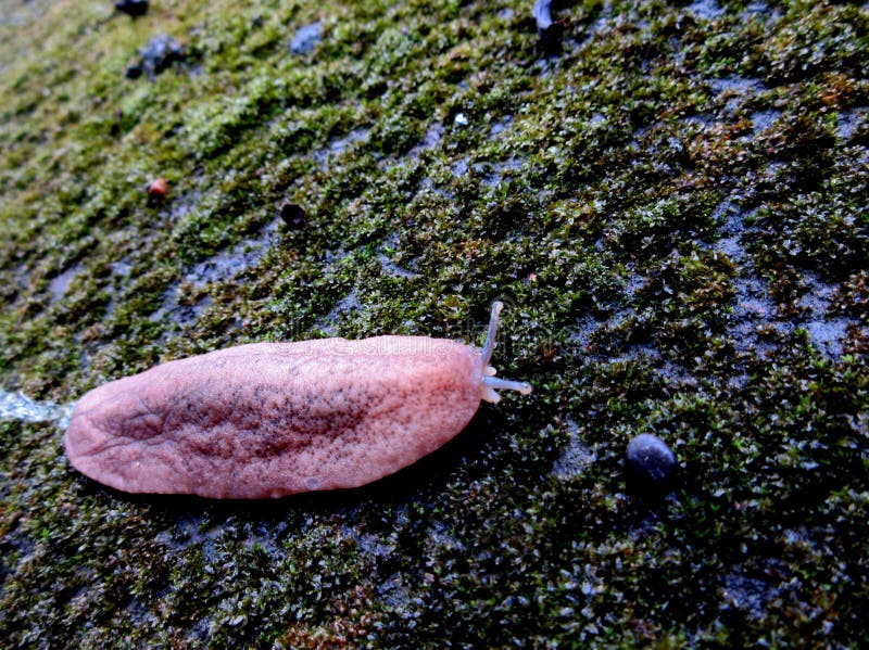 Slug Crawling Over a Wet Mossy Land Which is Also Called Snails without ...