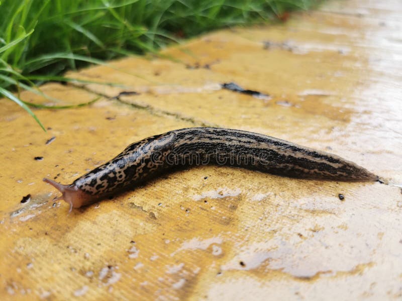 Slug crawling on pavement stock photo. Image of pavement - 222606404