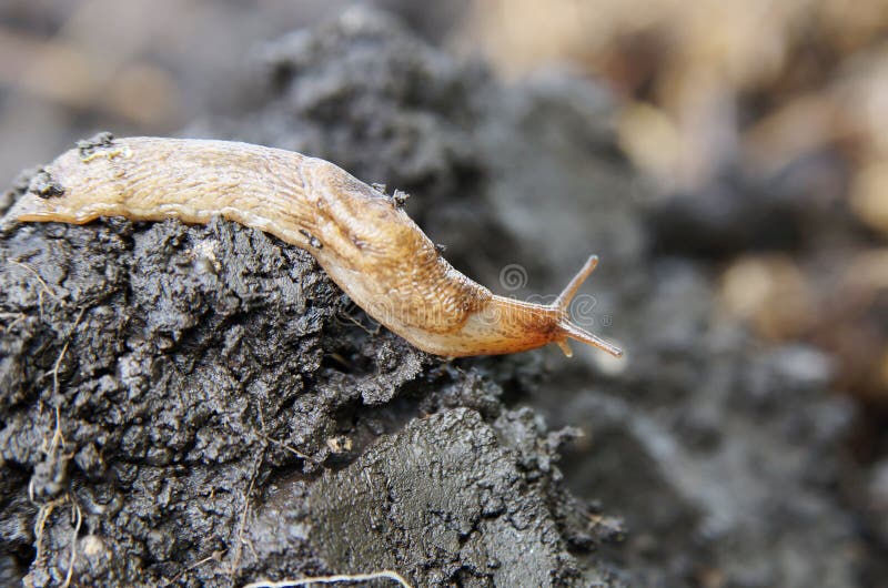 Slug Crawling on Wet Ground Stock Image - Image of earth, pest: 44863963