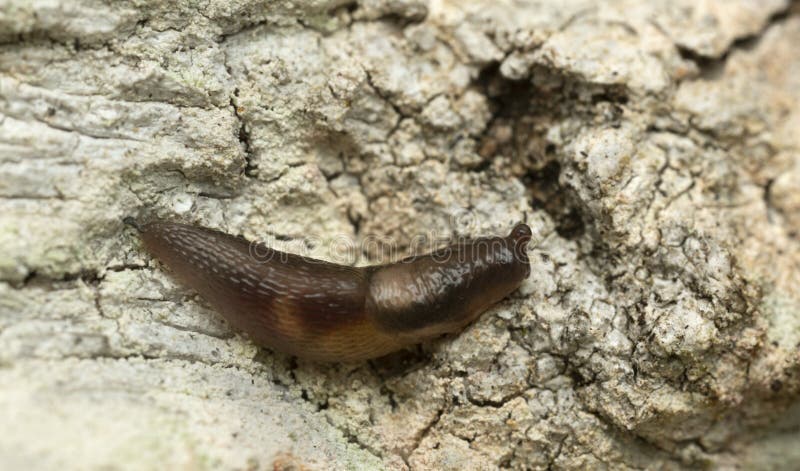 2,770 Wood Slug Stock Photos - Free & Royalty-Free Stock Photos from ...