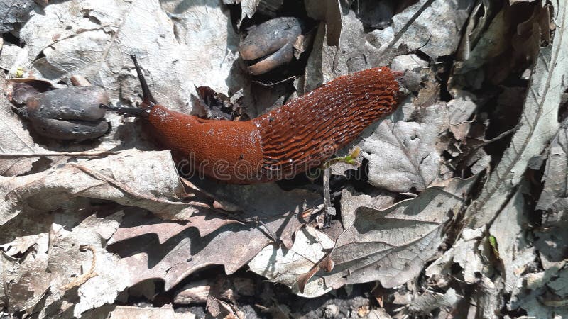 A slug stock photo. Image of rock, sculpture, tree, insect - 389017880