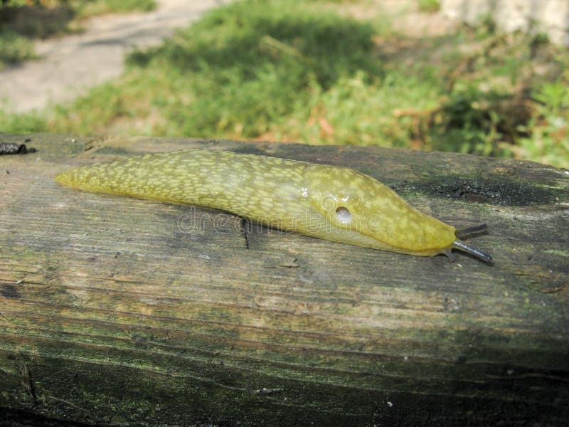 The Slug Crawls Along the Tree. Shellfish without Shell Stock Image ...