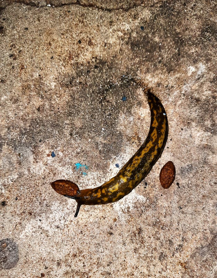The Slug Crawls on the Concrete Surface. the Slug Eats Dog Food Stock ...