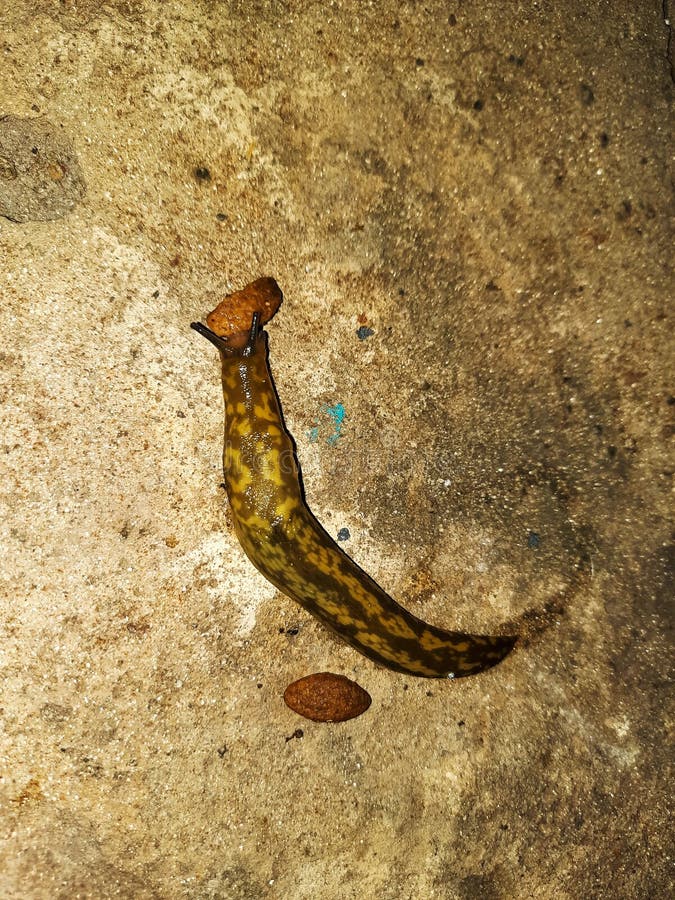 The Slug Crawls on the Concrete Surface. the Slug Eats Dog Food Stock ...