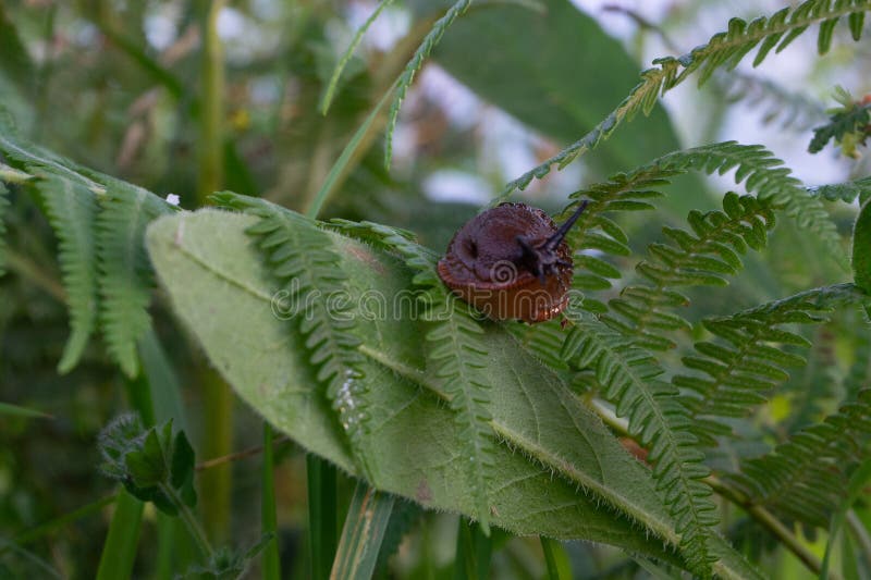 Slug Crawls on a Green Leaf Stock Image - Image of nature, life: 270625809