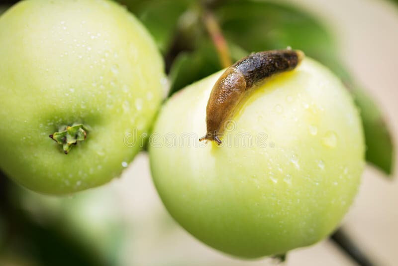 Slug Crawls through a Green Apple Stock Photo - Image of slow, slug ...