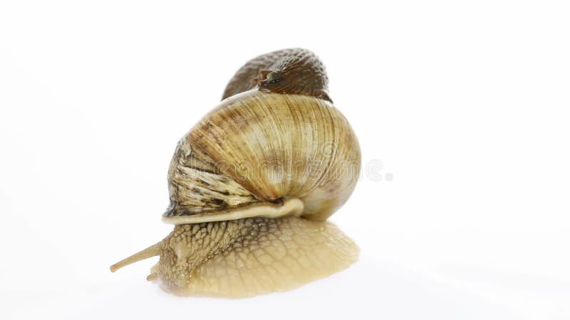 A Snail with a Slug on the Shell Rotates on a White Background Stock ...