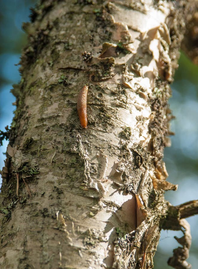 Slug Crawls through the Tree Stock Photo - Image of gastropoda, mallusk ...