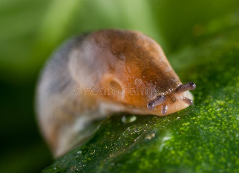 Slug Creeps on a Cucumber Surface Stock Photo - Image of macro, palpus ...